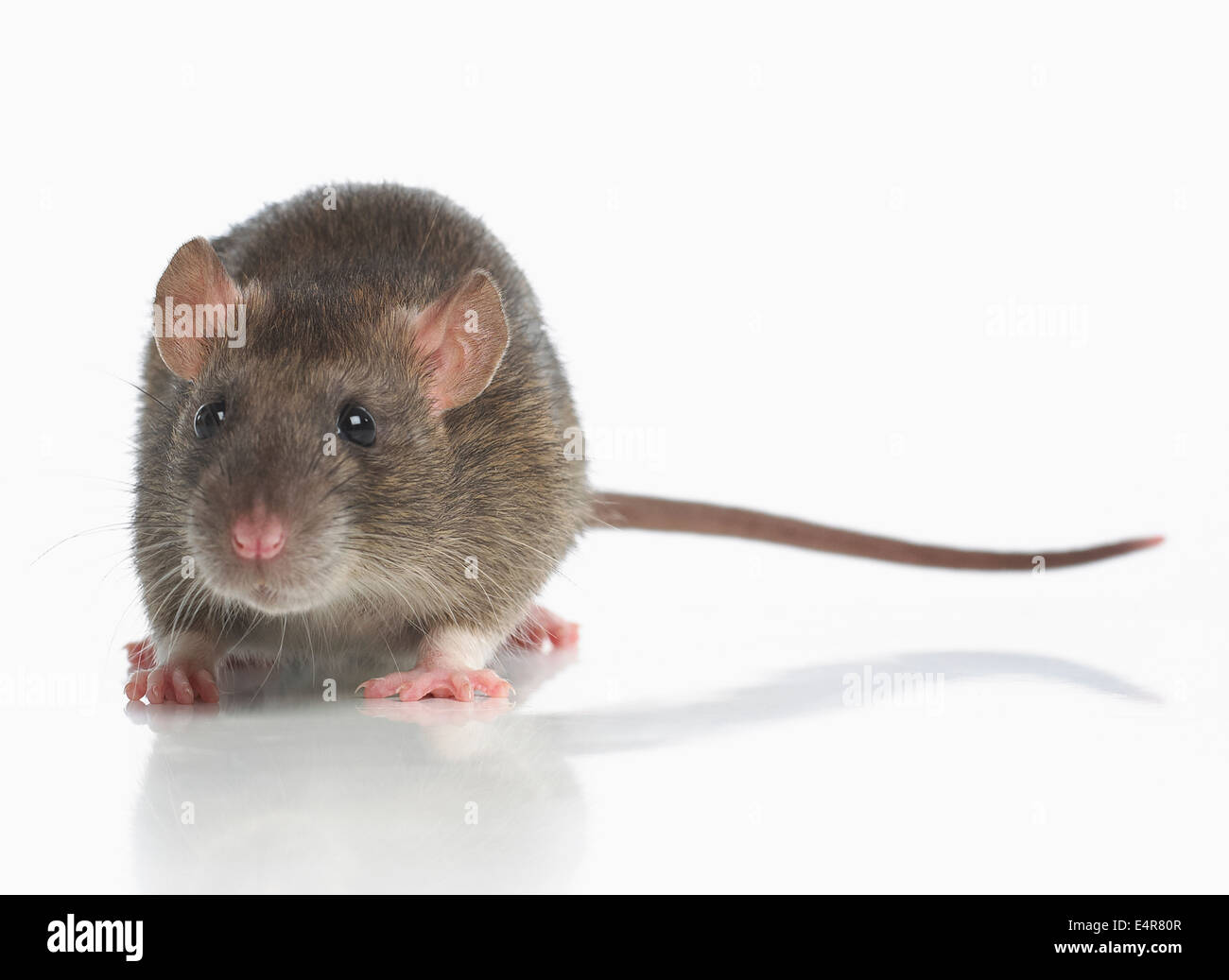 Dumbo Cut Out Stock Images & Pictures - Alamy