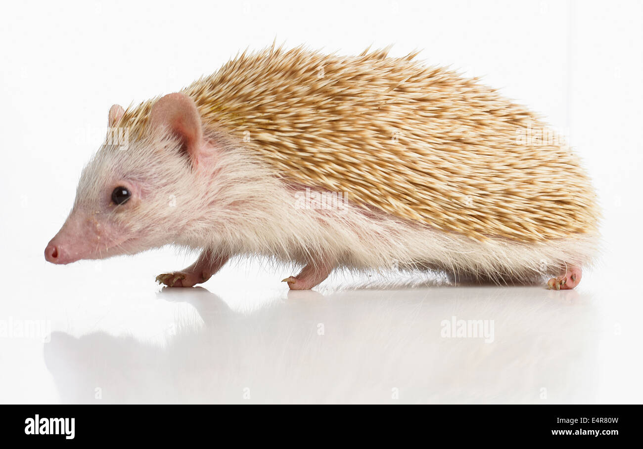 Four-toed hedgehog, African pygmy hedgehog (Atelerix albiventris), pet ...