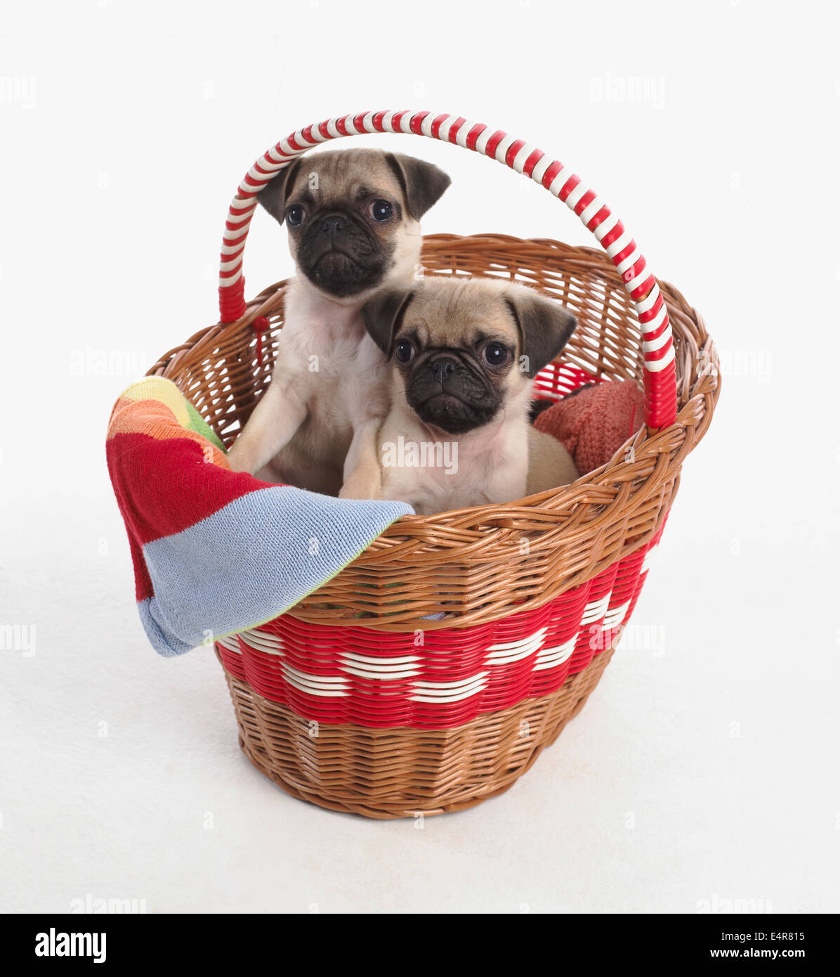 Pug puppies, 7-week-old Stock Photo - Alamy