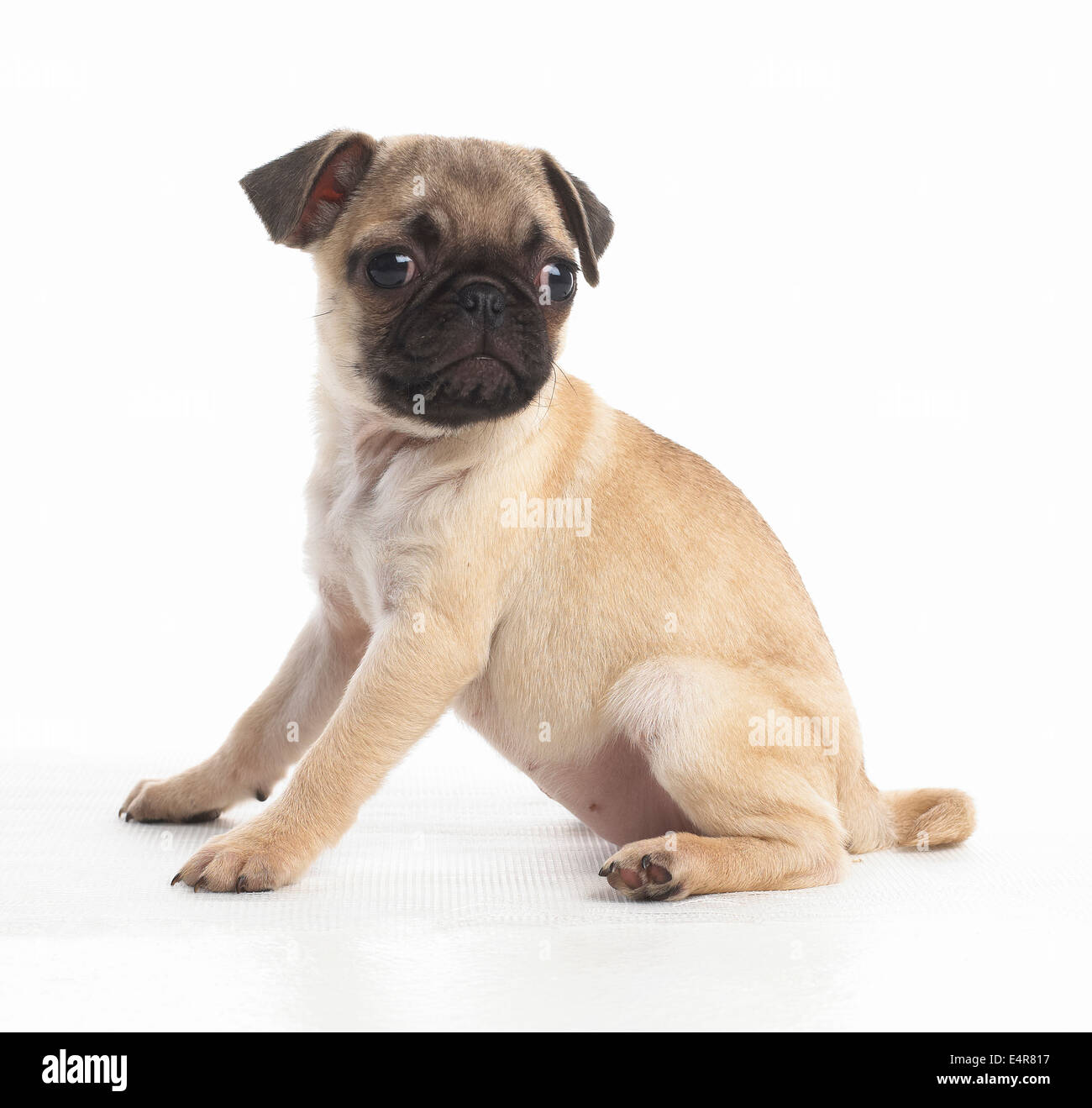 Pug puppy, 7-week-old Stock Photo - Alamy