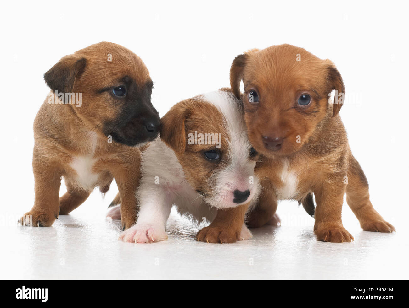 Jack russell cross breed hi-res stock photography and images - Alamy