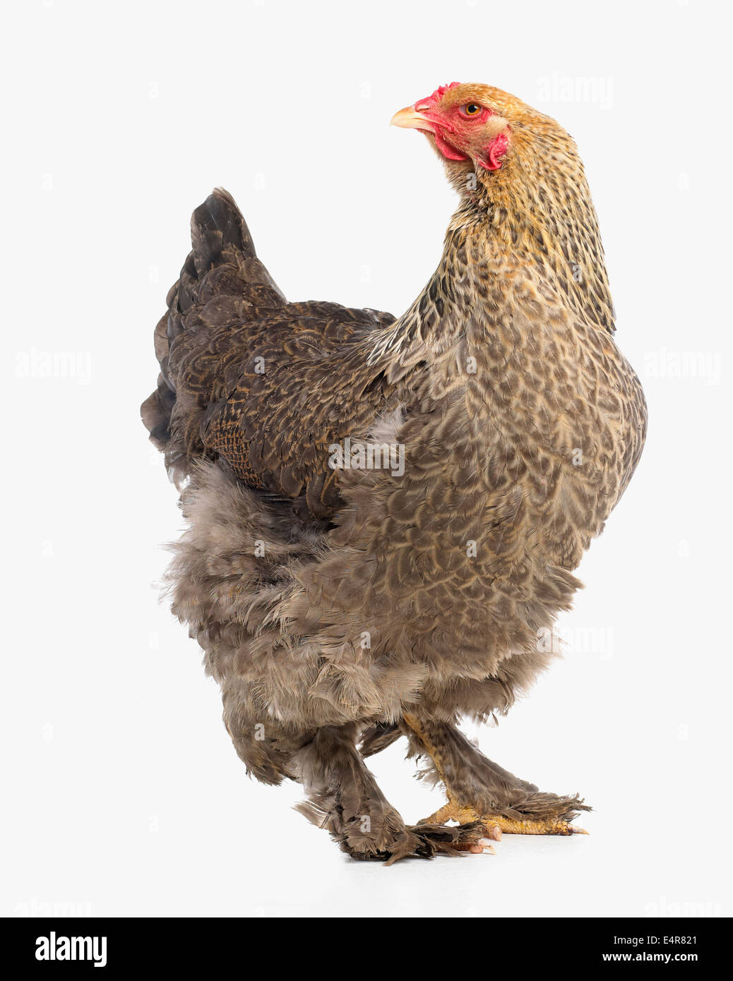 Brahma hen hi-res stock photography and images - Alamy
