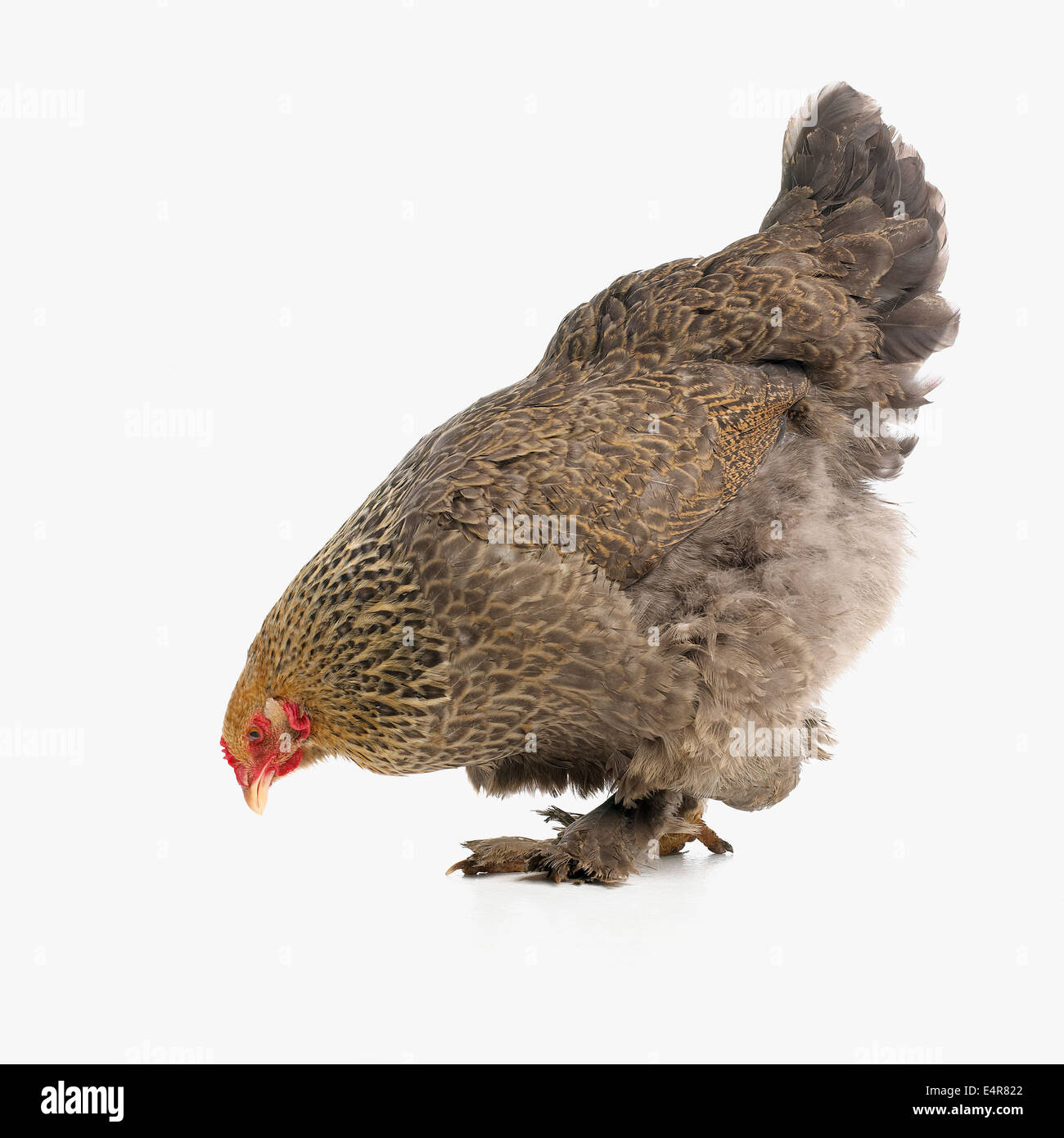 Brahma hen, 2-month-old Stock Photo - Alamy