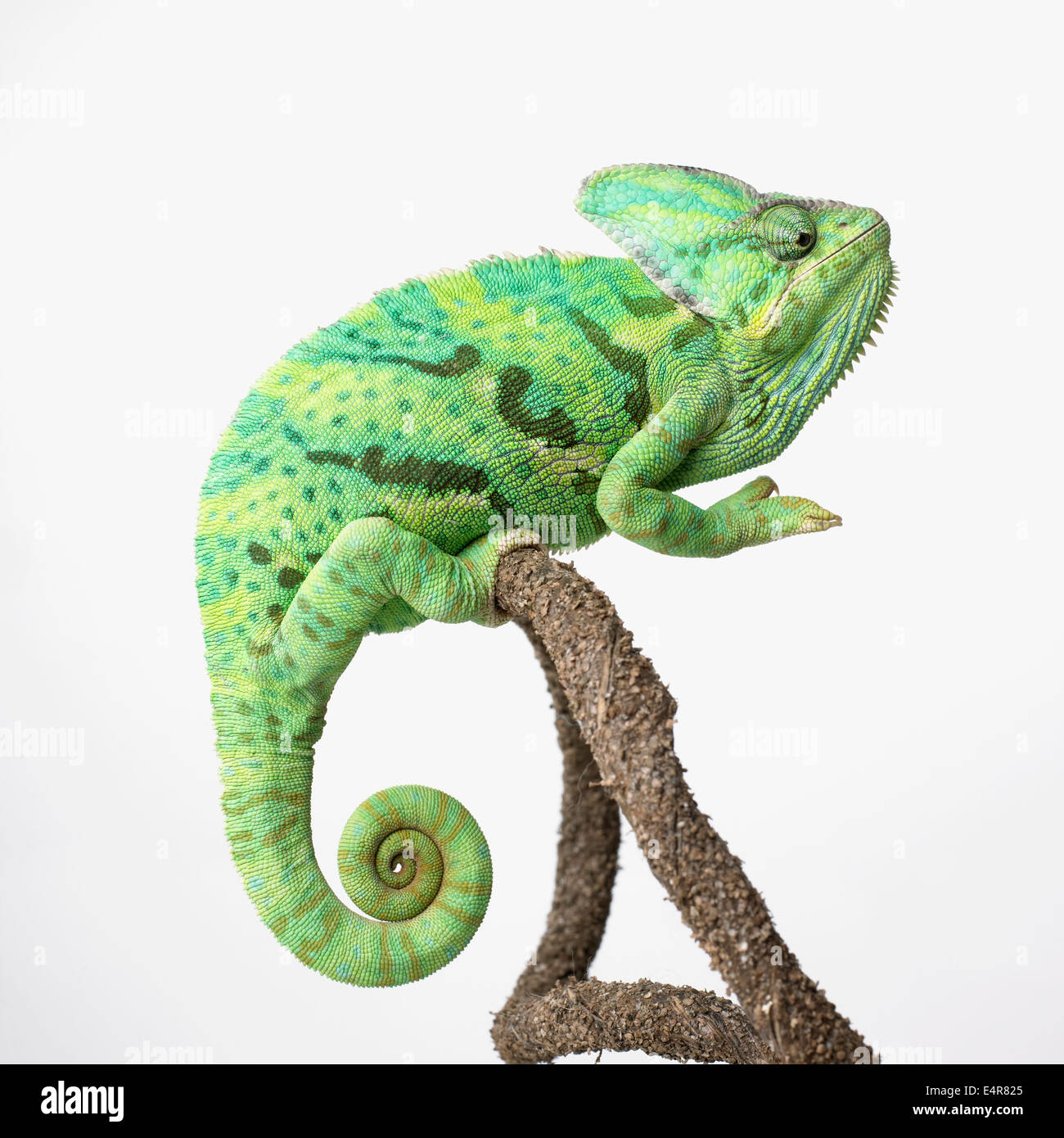 Yemen Chameleon, Veiled Chameleon (Chamaeleo calyptratus Stock Photo ...