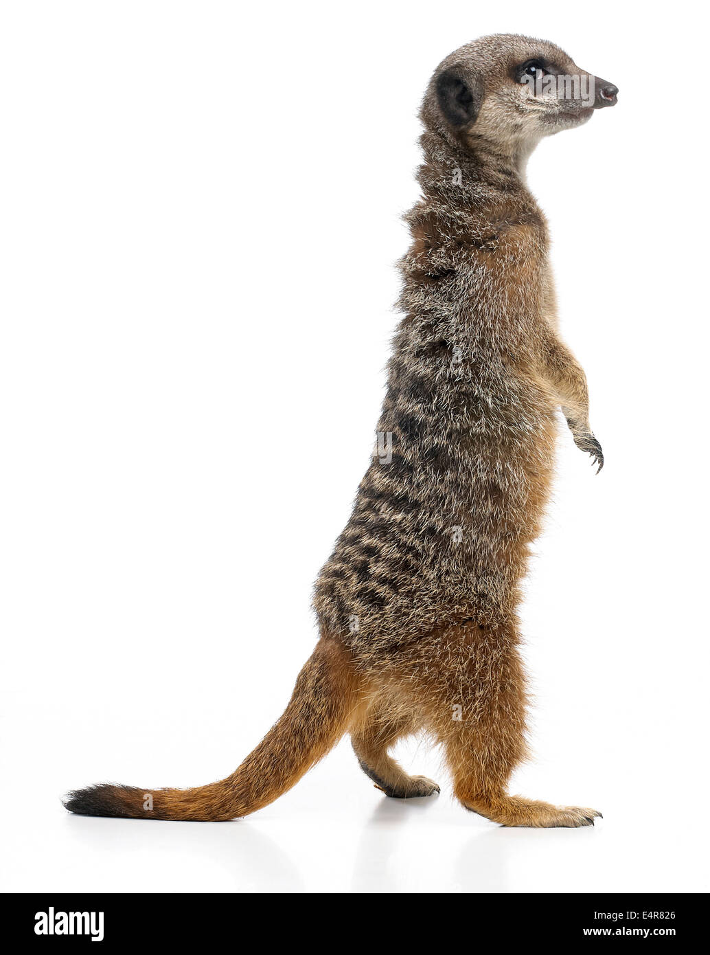 Meerkat standing up Cut Out Stock Images & Pictures - Alamy