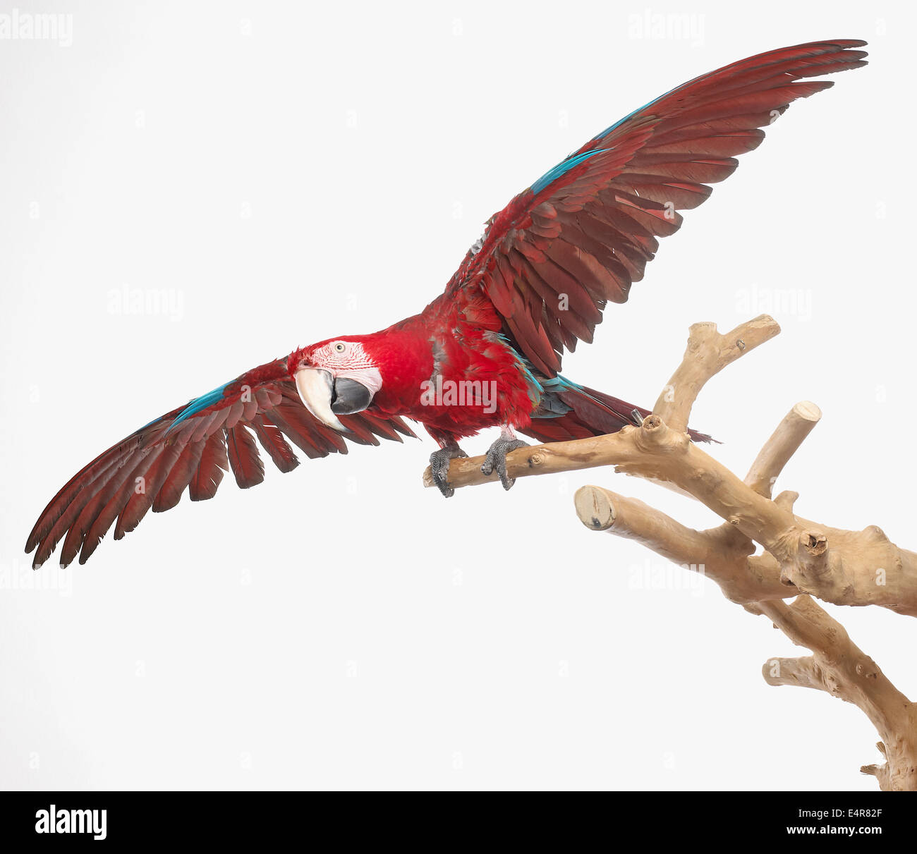 Green-winged Macaw, Red-and-green Macaw (Ara chloropterus), parrot ...