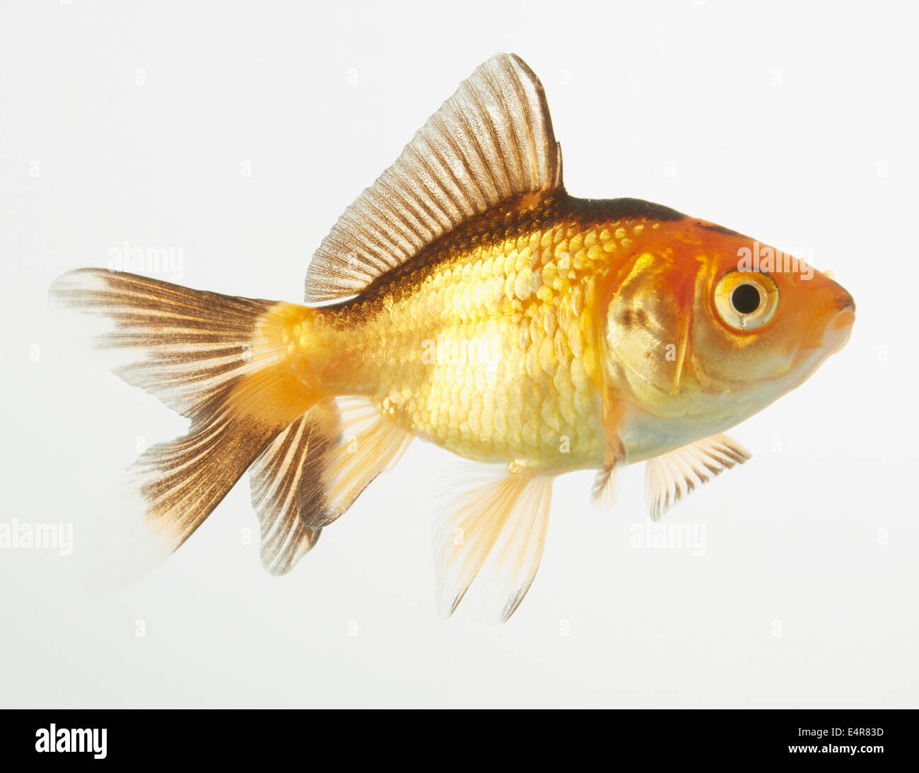 Cut out goldfish swimming hi-res stock photography and images - Alamy