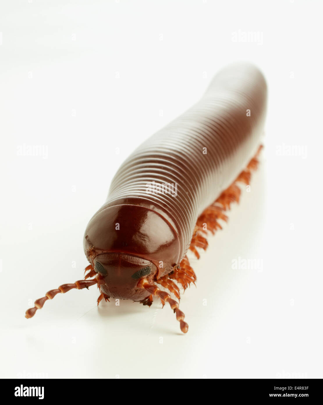 Millipede head hi-res stock photography and images - Alamy