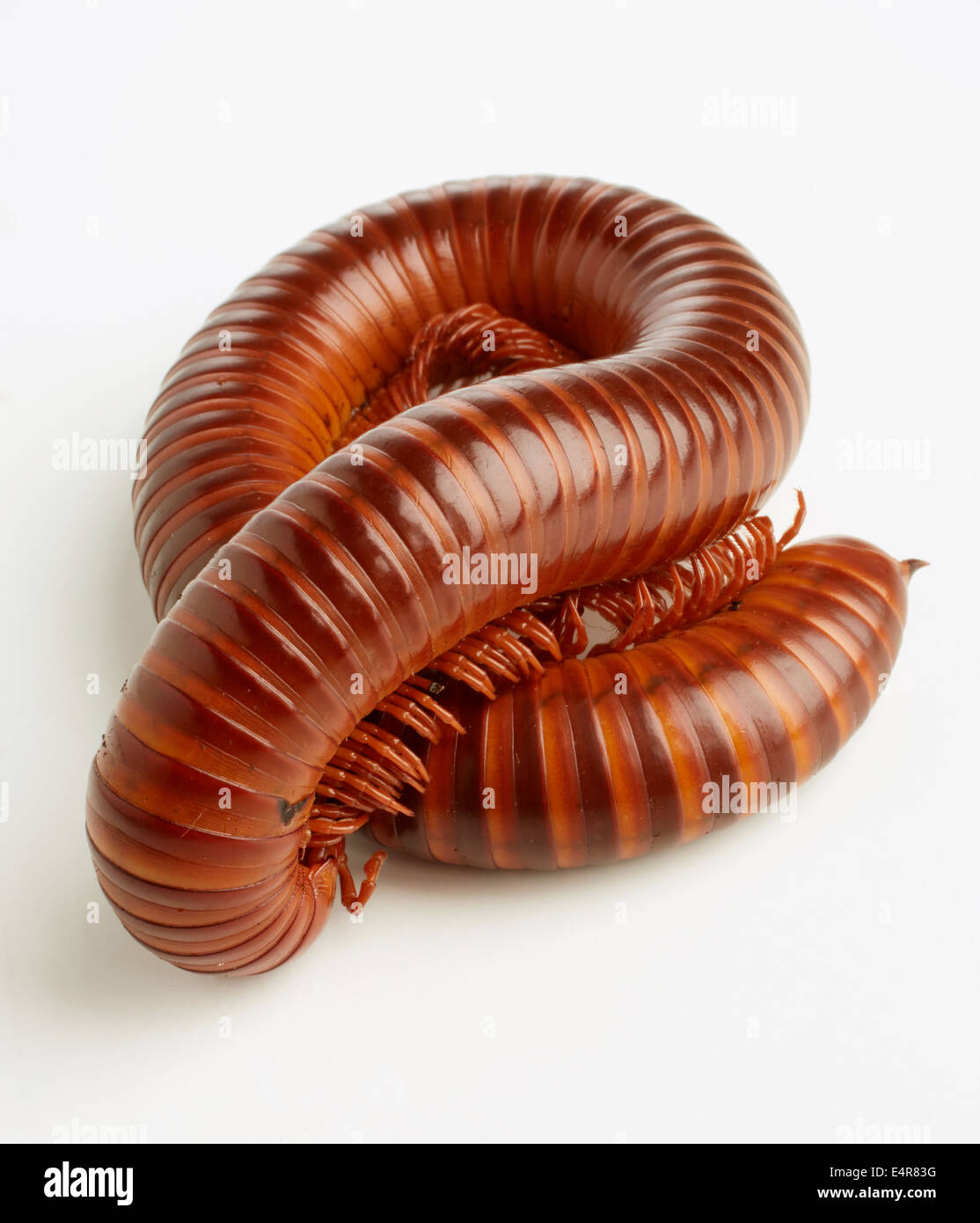 Red millipede hi-res stock photography and images - Alamy