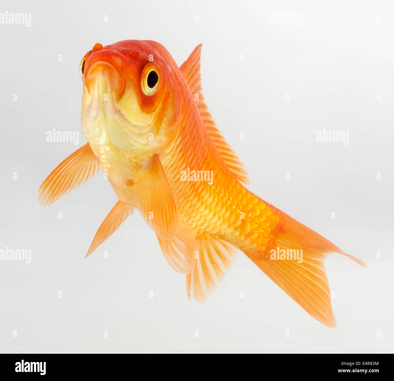 Orange fish fins hi-res stock photography and images - Alamy
