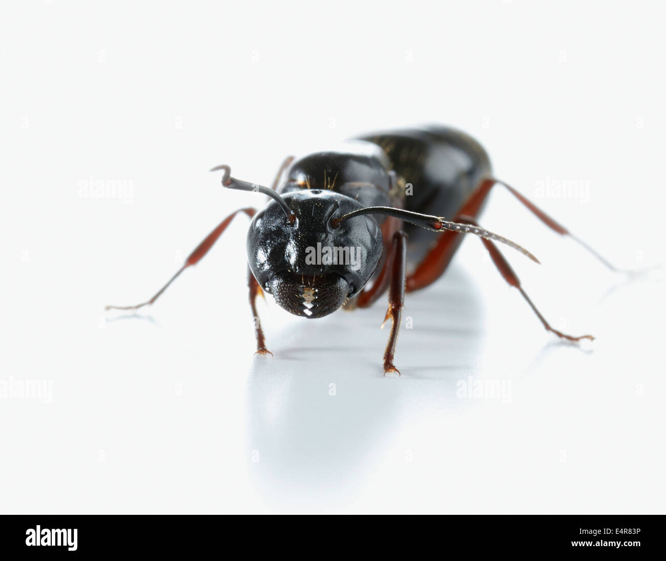 Ant Cut Out Stock Images & Pictures - Alamy