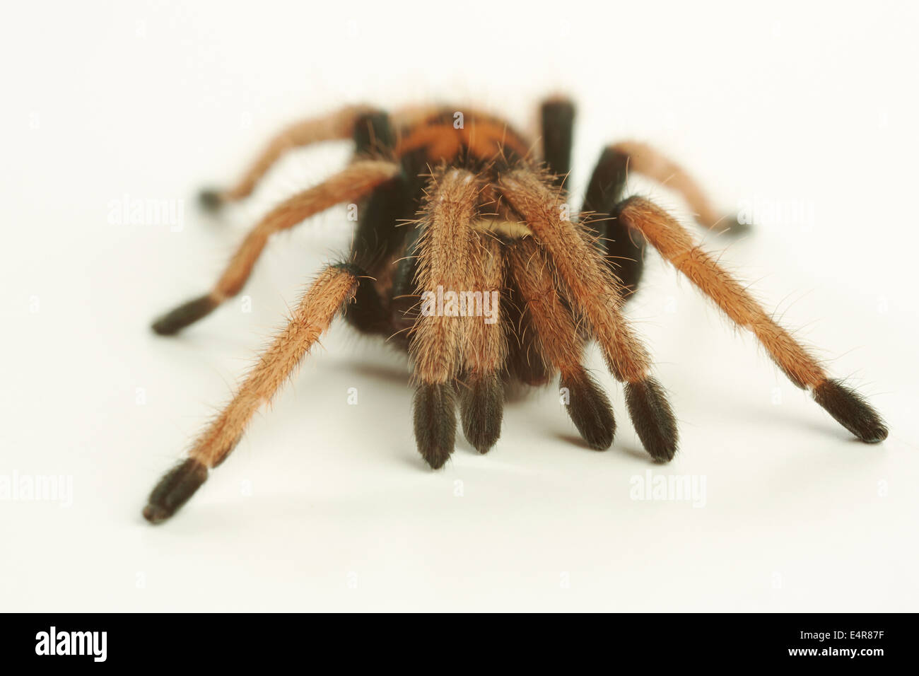 Tarantula leg hi-res stock photography and images - Alamy