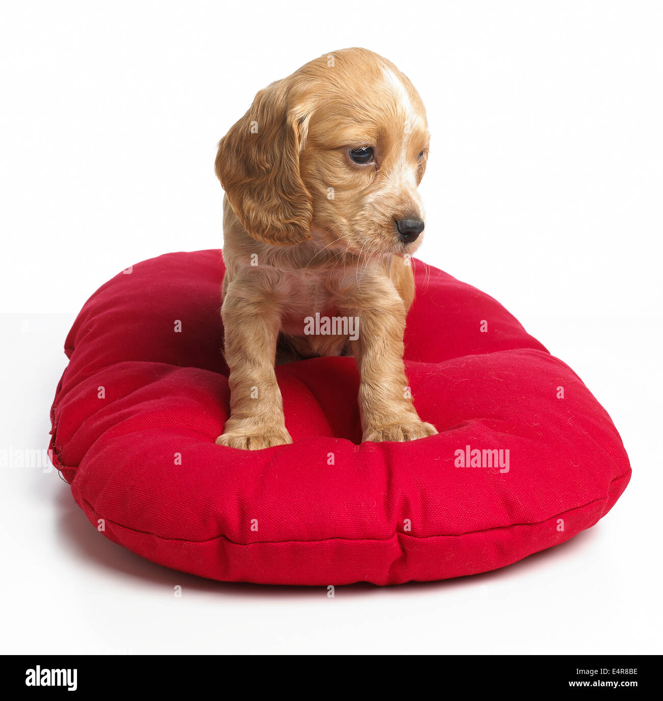 Spaniel puppy, 4-week-old Stock Photo - Alamy