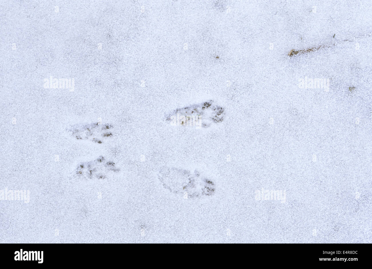 Squirrel footprint hi-res stock photography and images - Alamy