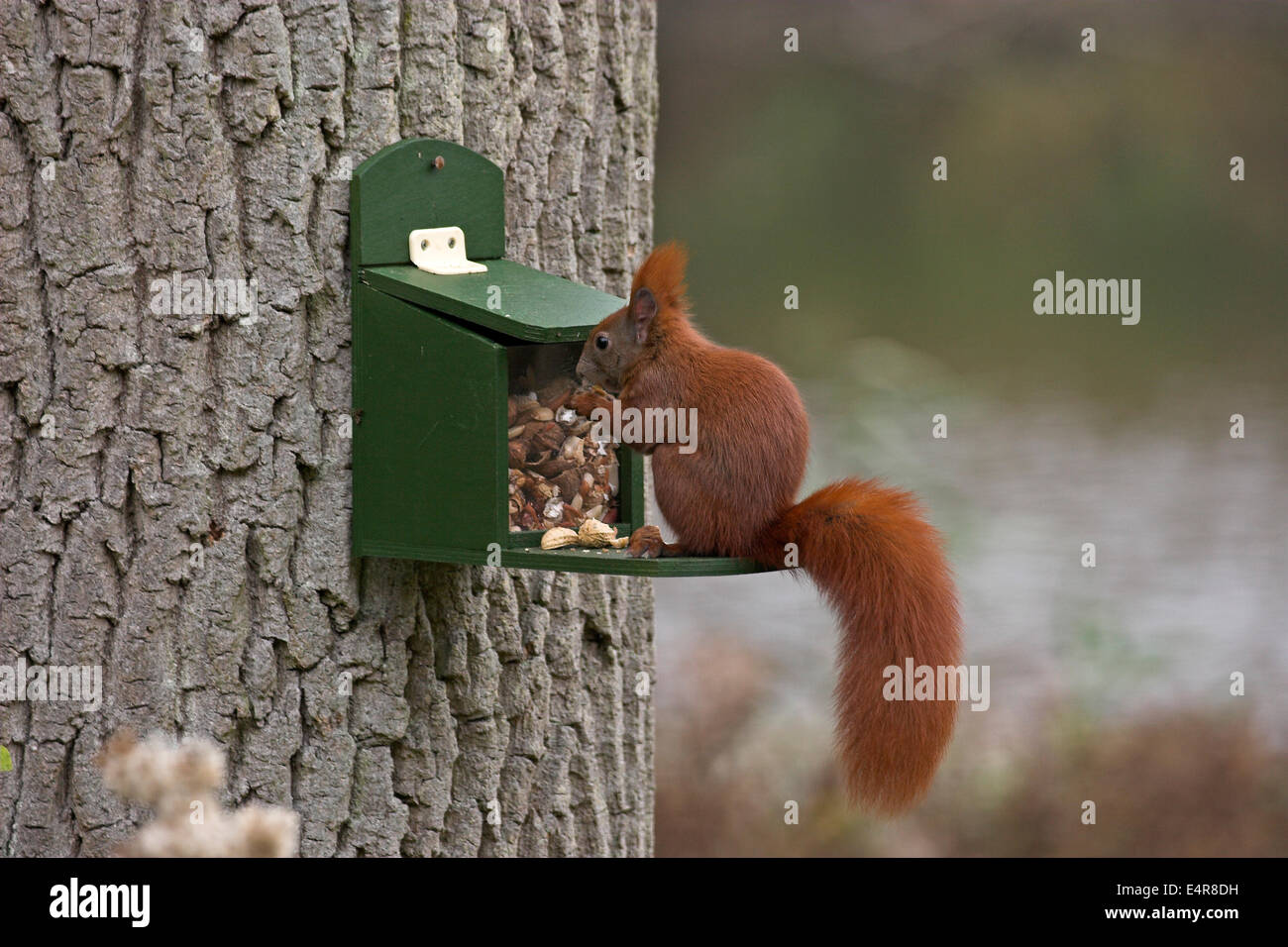 Red squirrel, Eurasian red squirrel, feeding box, feeder, Eichhörnchen ...