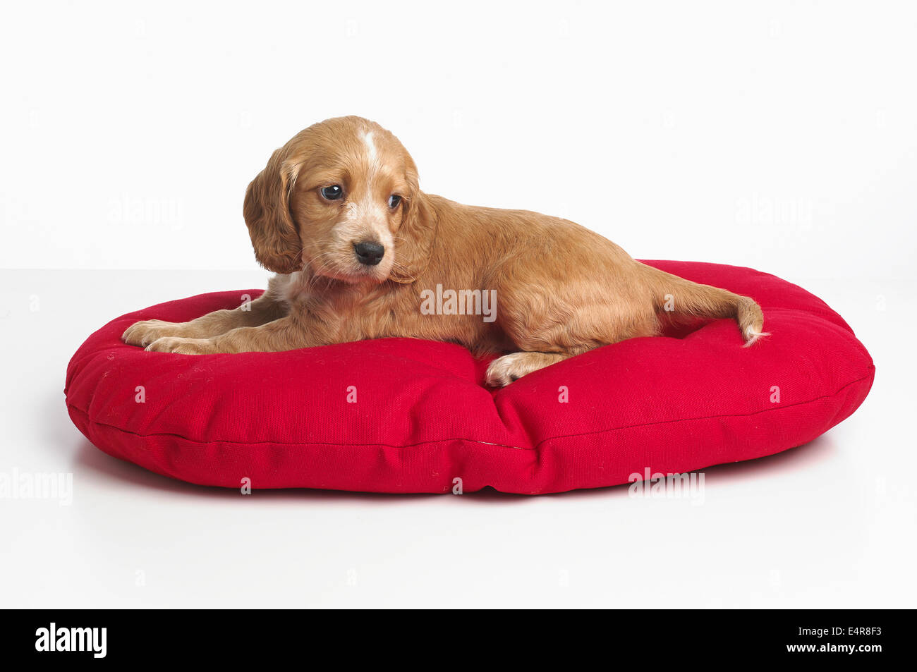 Spaniel puppy, 4-week-old Stock Photo - Alamy