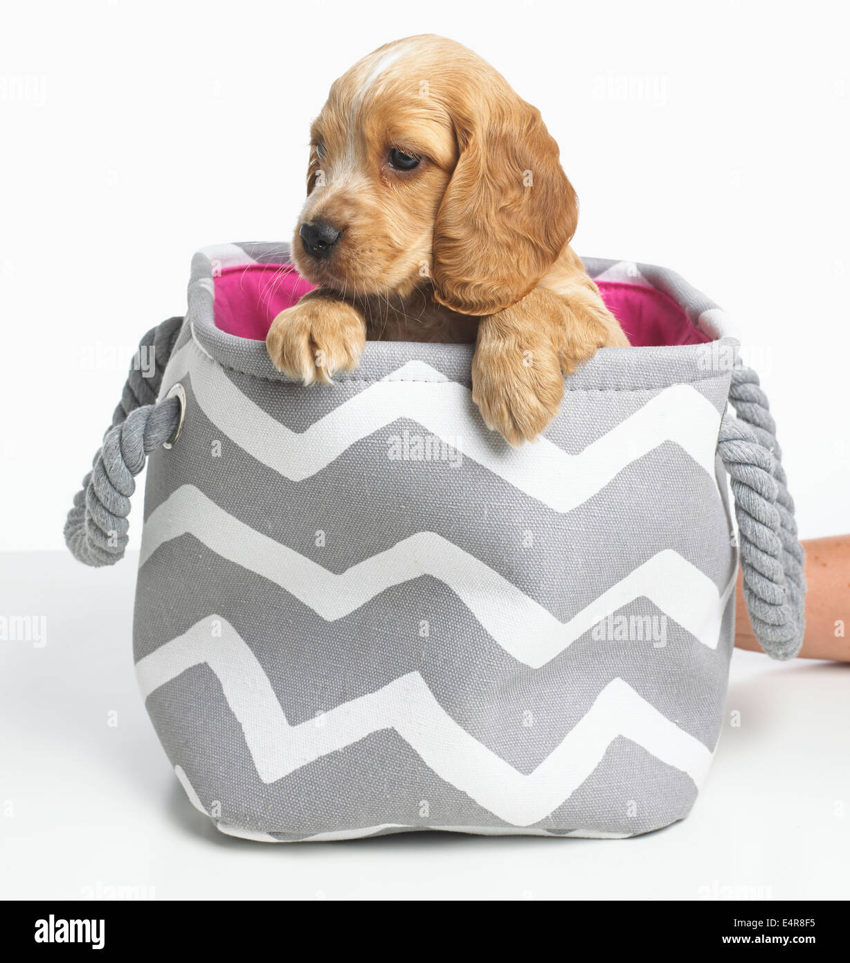 Spaniel puppy, 4-week-old Stock Photo - Alamy