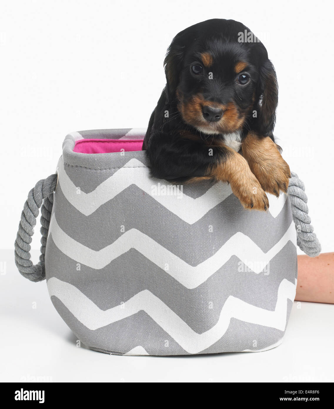 Spaniel puppy, 4-week-old Stock Photo - Alamy