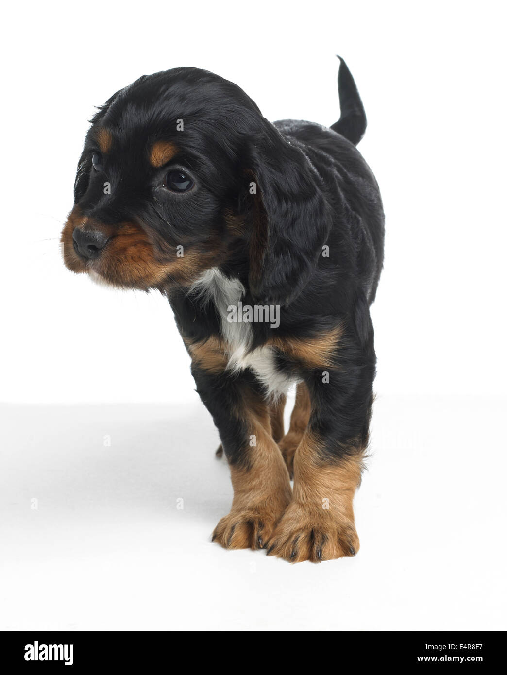 4 week old puppy hi-res stock photography and images - Alamy