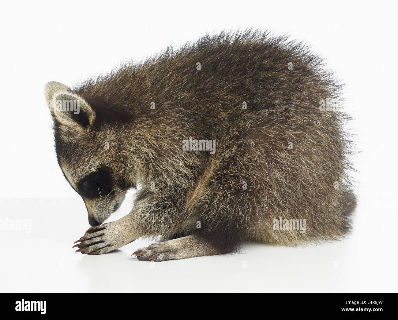 Raccoon (Procyon lotor), 14-week-old male Stock Photo - Alamy
