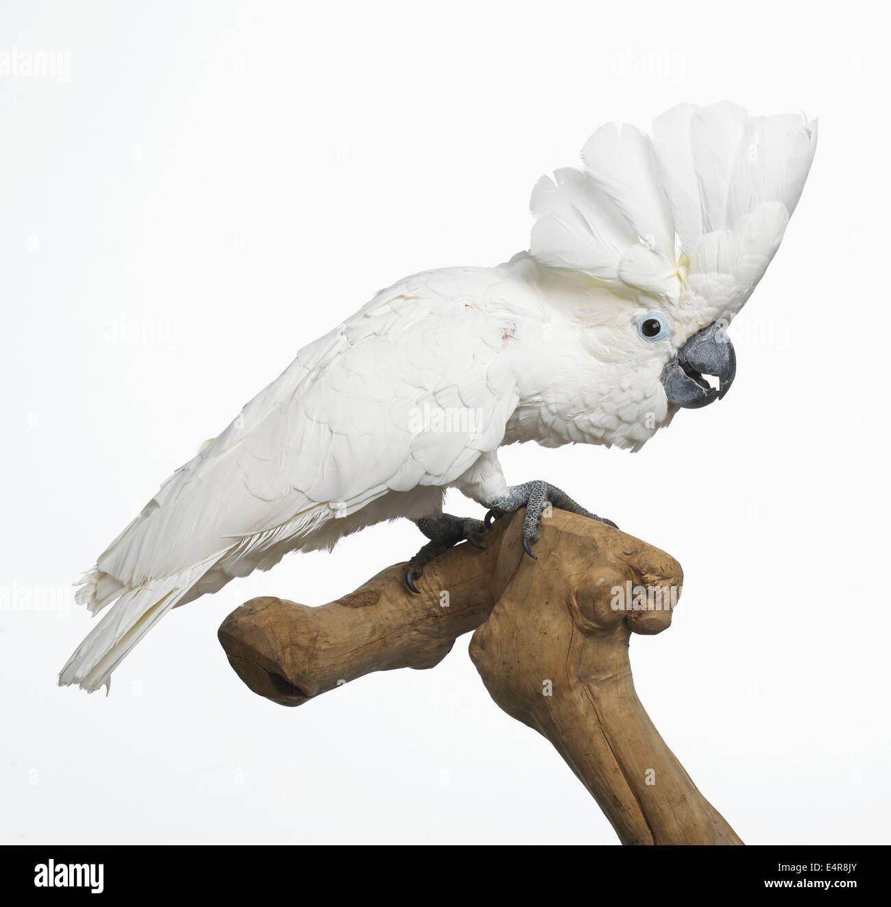 White Cockatoo, Umbrella Cockatoo (Cacatua alba), 3-year-old female ...