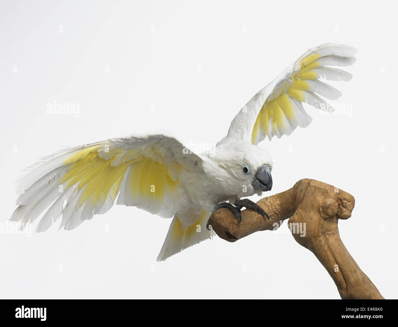 Umbrella Cockatoo In The Wild