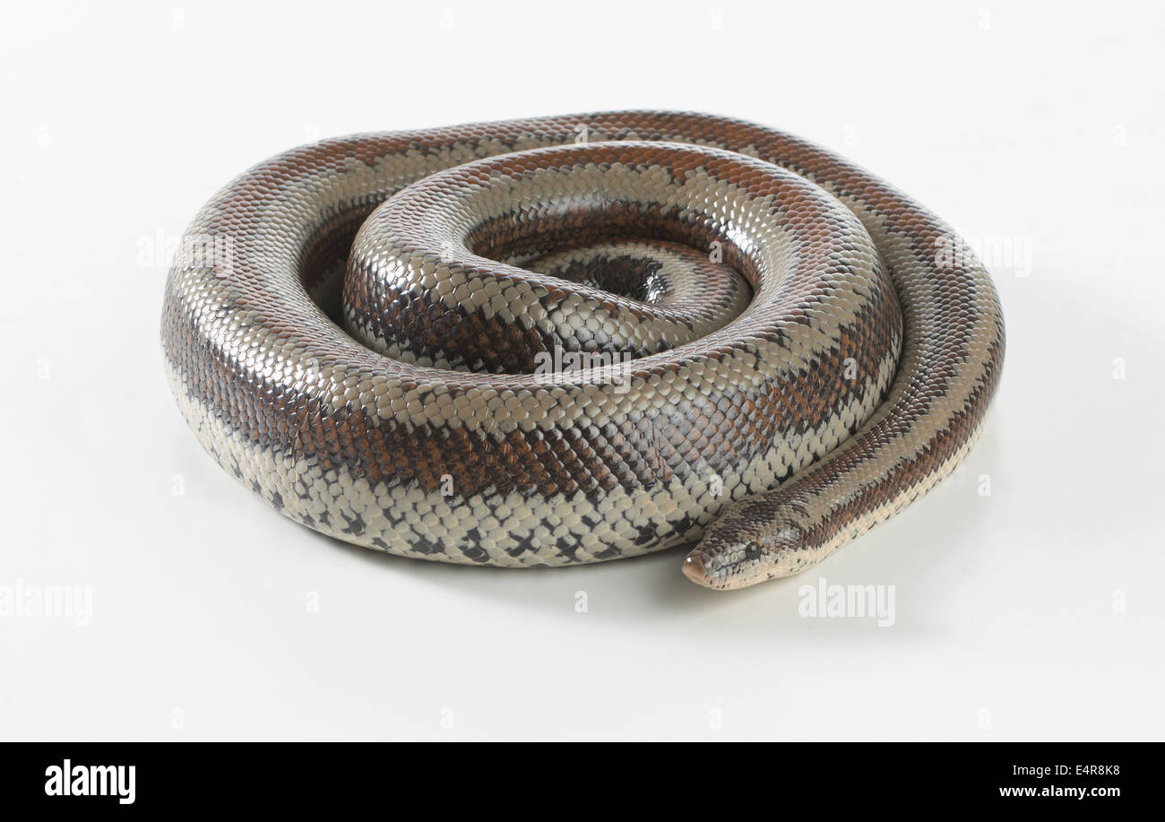 Mexican Rosy Boa (Lichanura trivirgata Stock Photo - Alamy