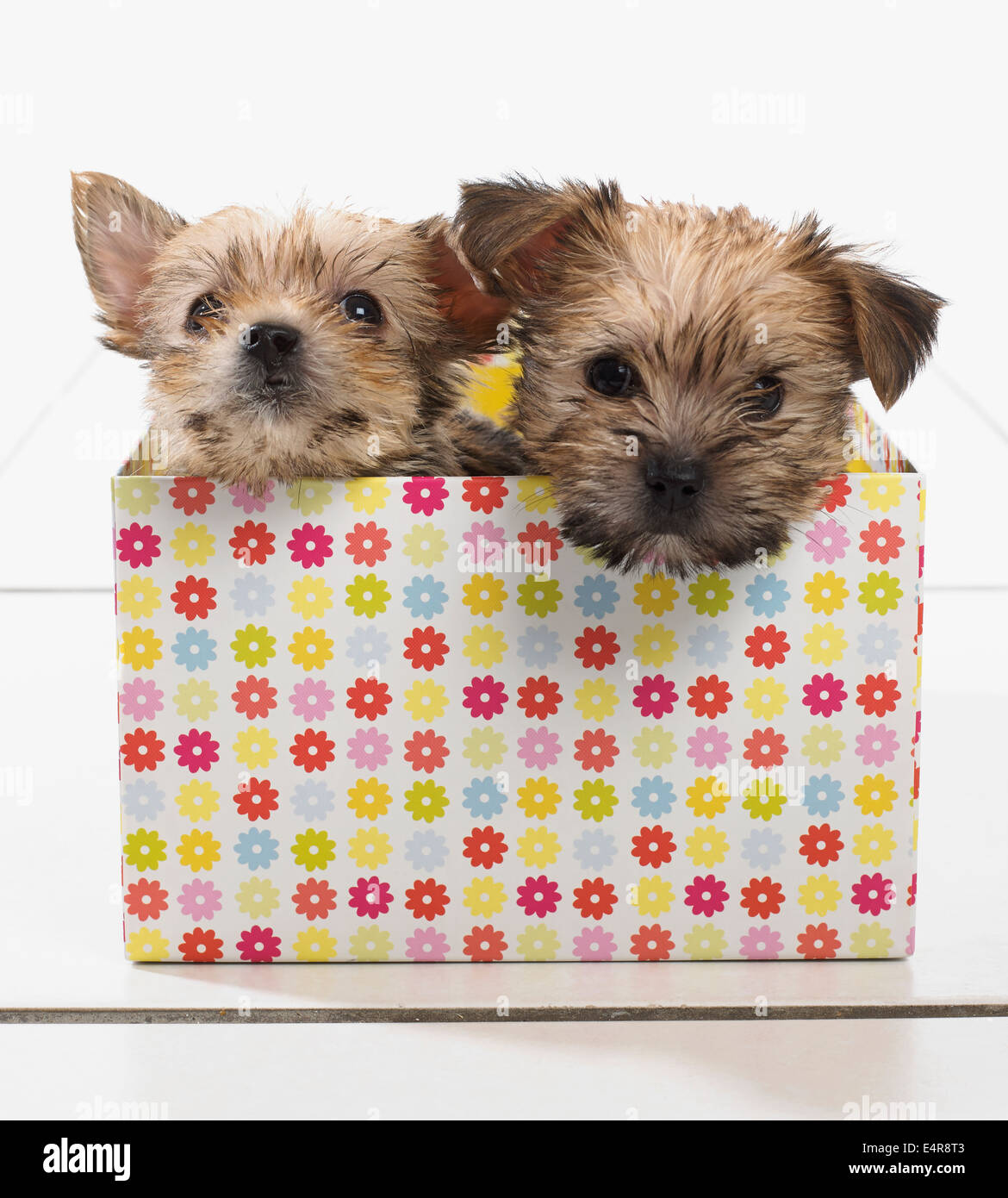 Two puppies hi-res stock photography and images - Alamy