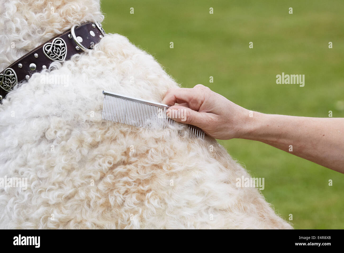 Labradoodle: being groomed by owner Stock Photo - Alamy