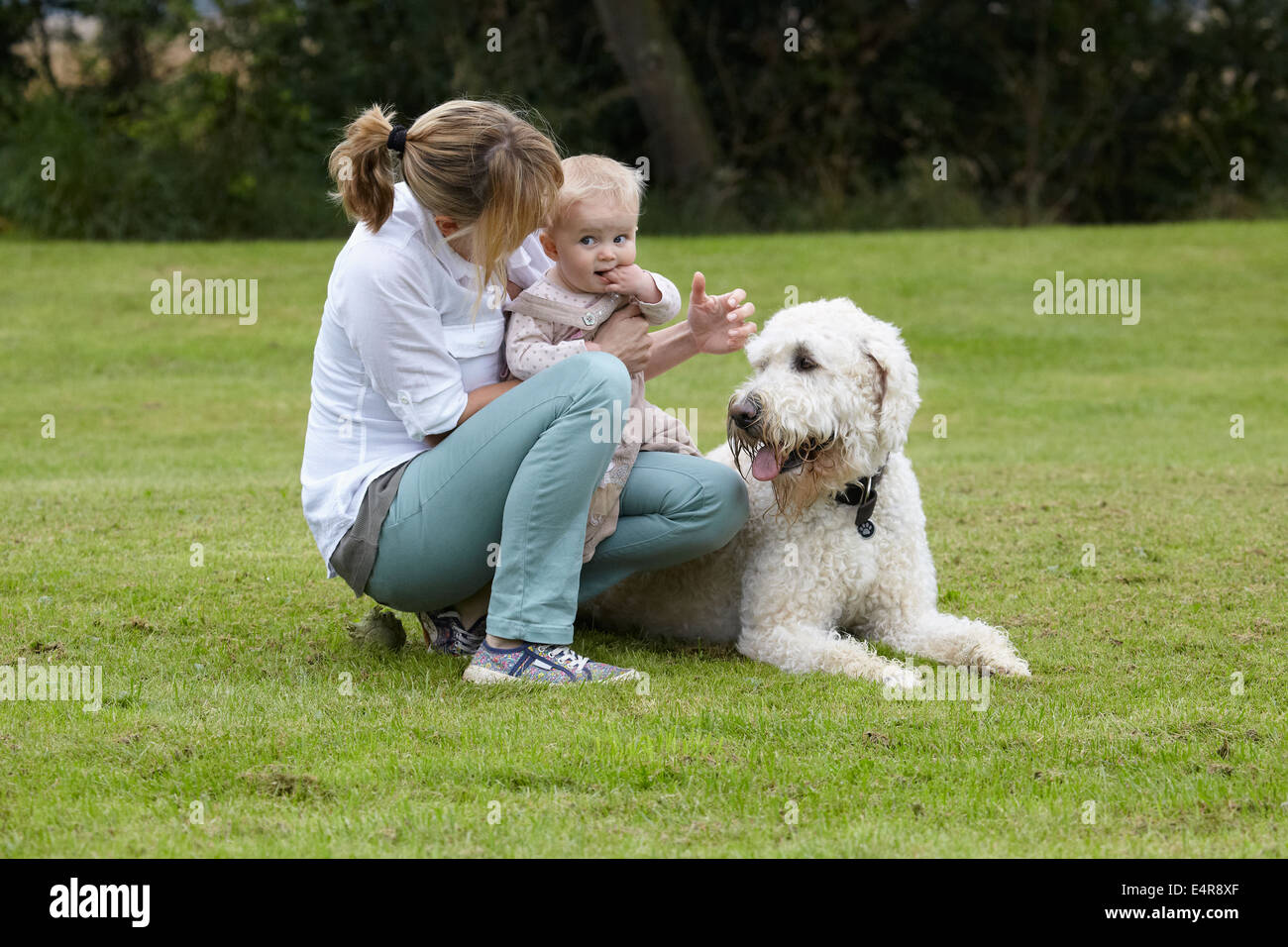 Labradoodle: with family Stock Photo - Alamy
