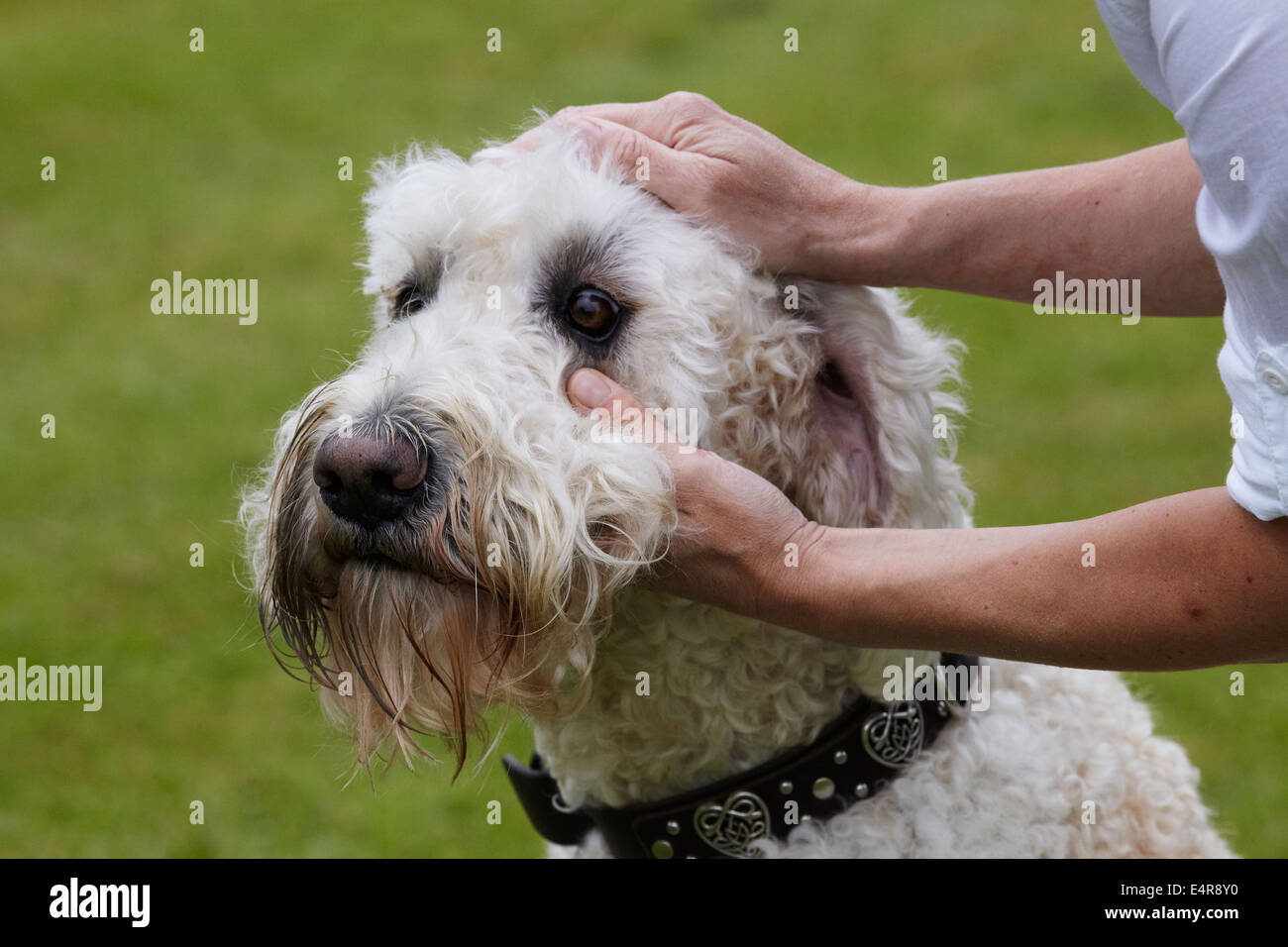 Labradoodle: owner checking eyes Stock Photo - Alamy