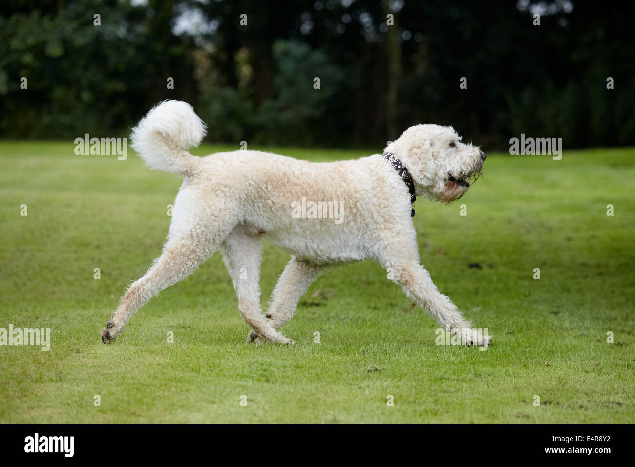 Labradoodle side view hi-res stock photography and images - Alamy