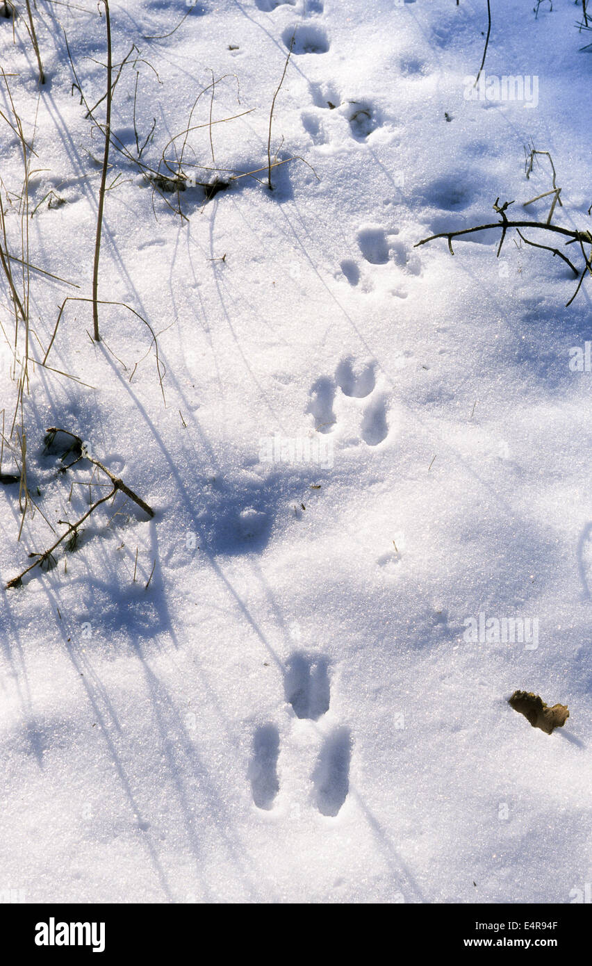 Squirrel footprint hi-res stock photography and images - Alamy