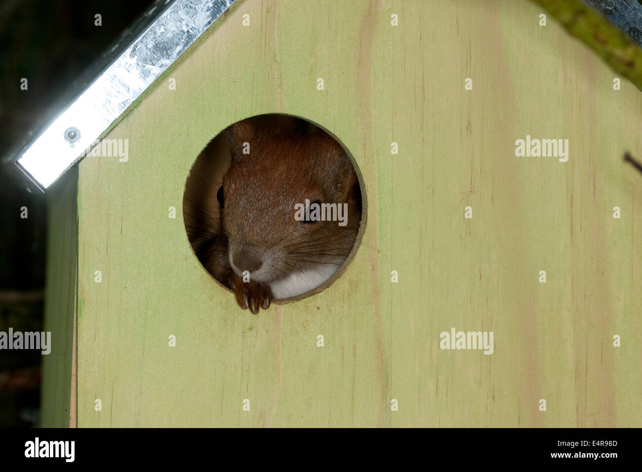 Red squirrel, Eurasian red squirrel, nest box, nesting box ...