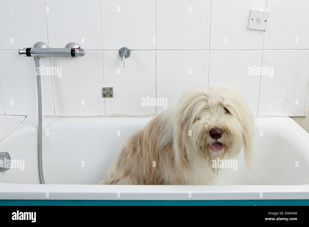 Bathing with pet dog hi-res stock photography and images - Alamy