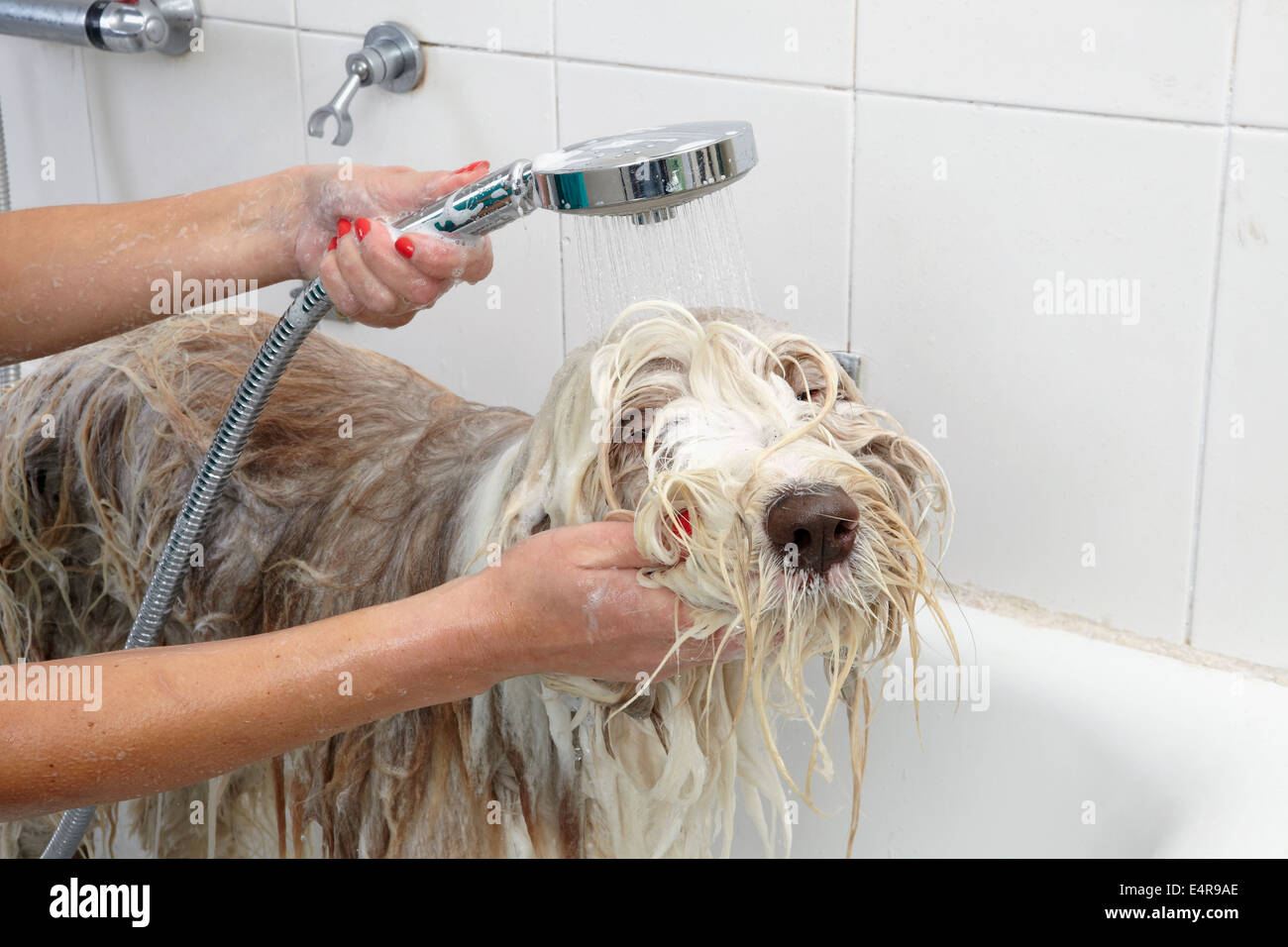 Bearded Collie, bathing sequence in grooming parlour Stock Photo - Alamy
