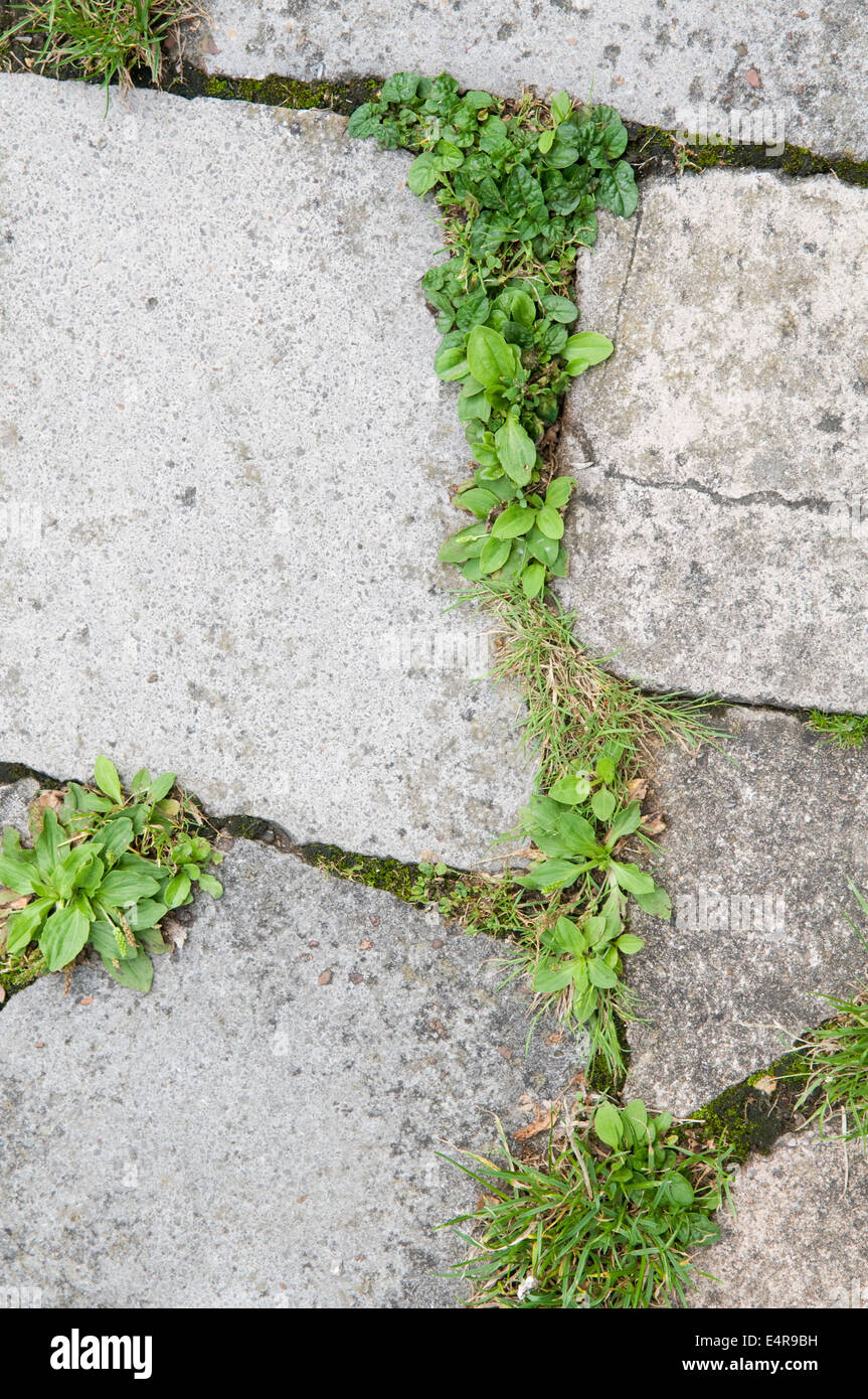 Weeds growing between paving hi-res stock photography and images - Alamy