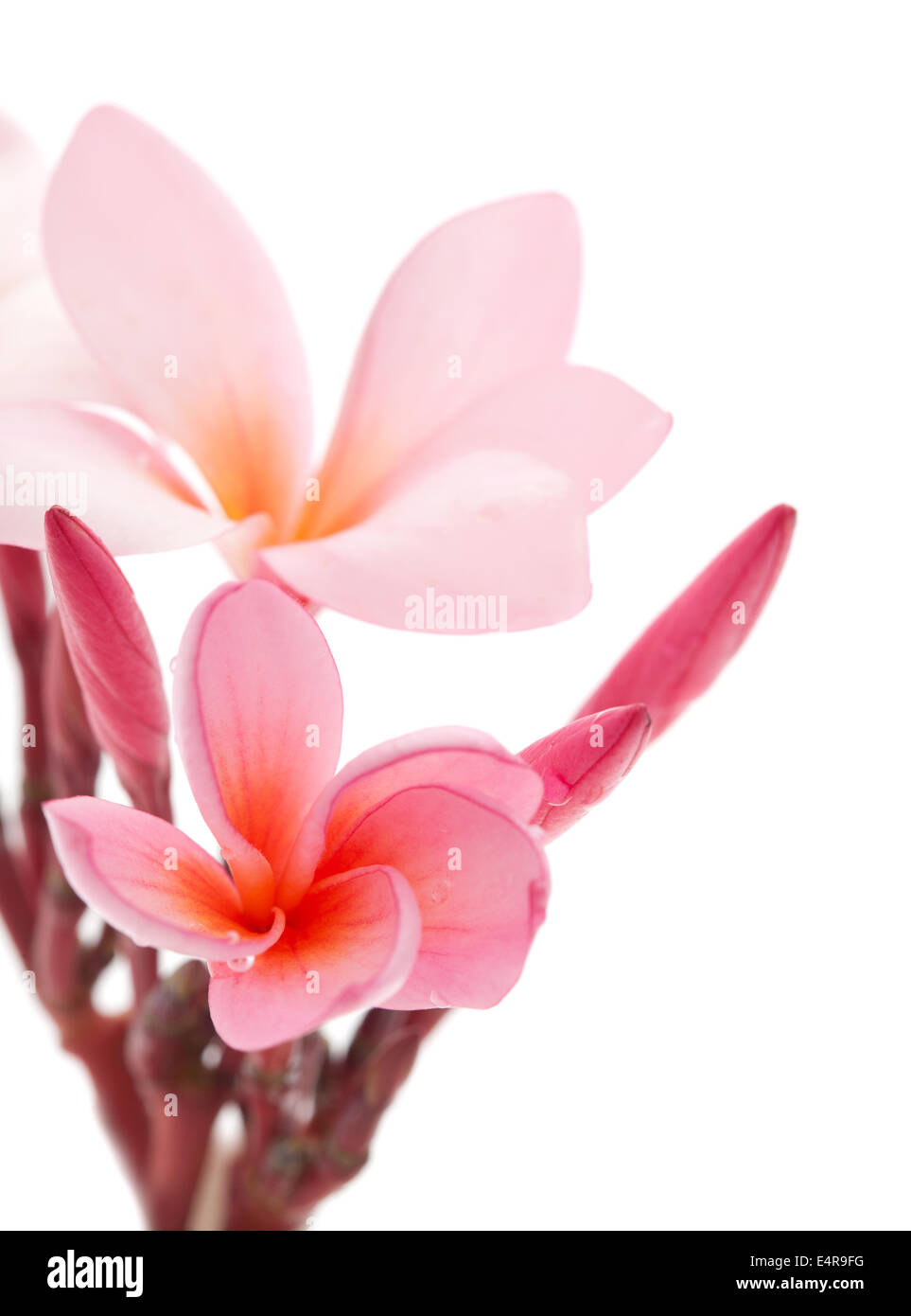 White chafa tree hi-res stock photography and images - Alamy