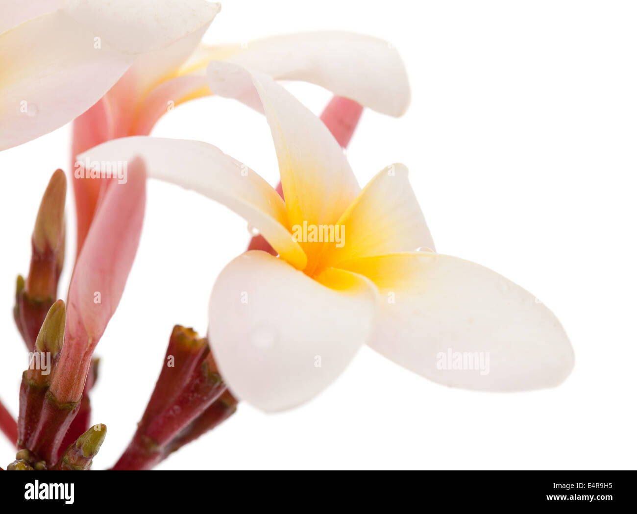 Frangipani tree cut out hi-res stock photography and images - Alamy