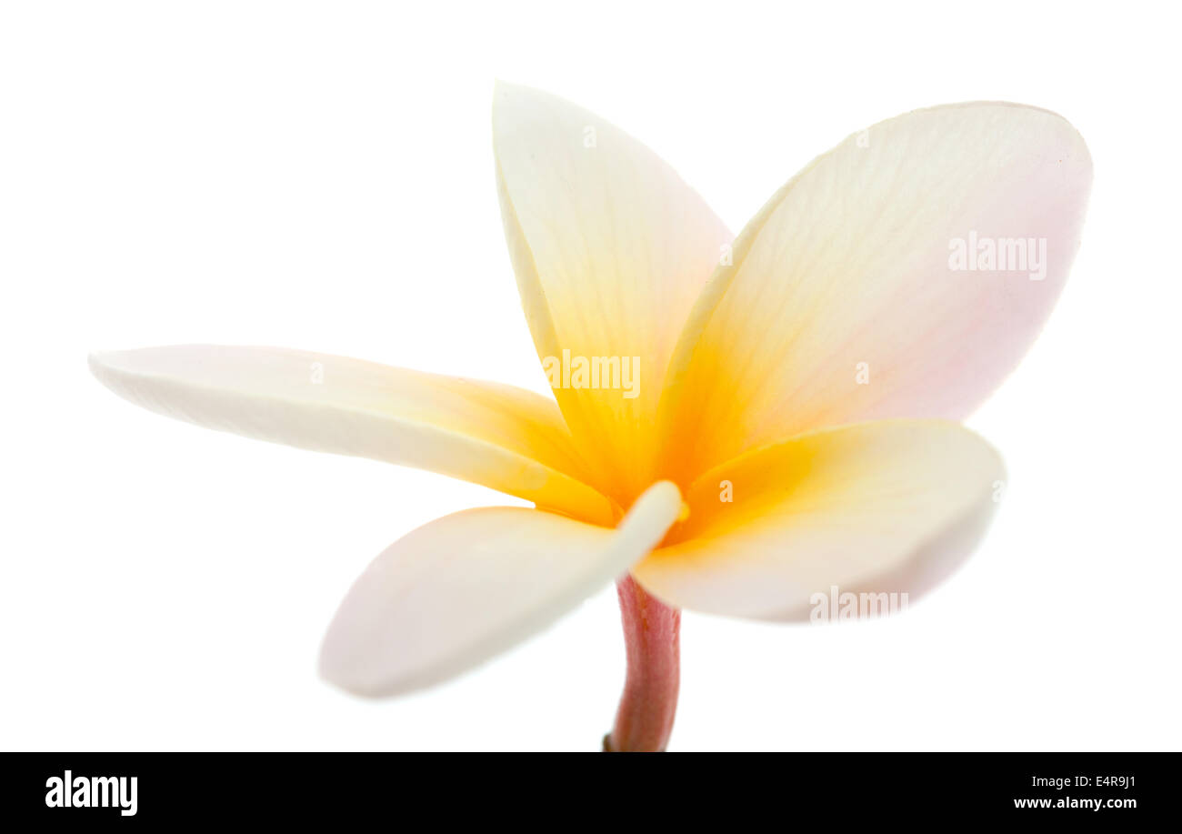 White chafa tree hi-res stock photography and images - Alamy