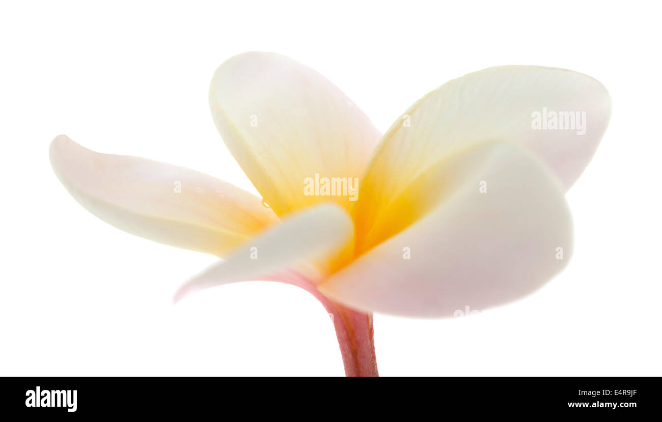 White chafa hi-res stock photography and images - Alamy