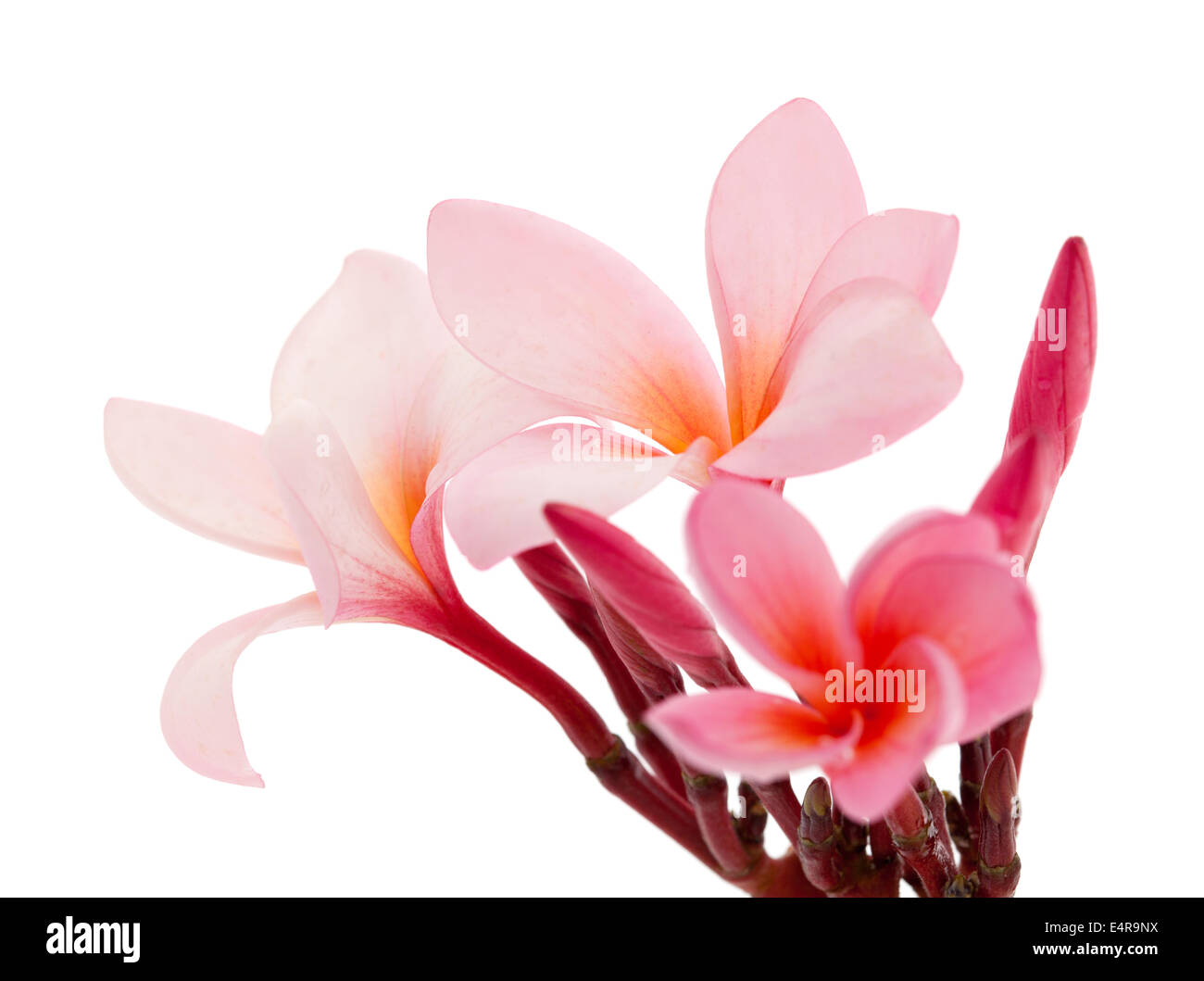Frangipani tree cut out hi-res stock photography and images - Alamy