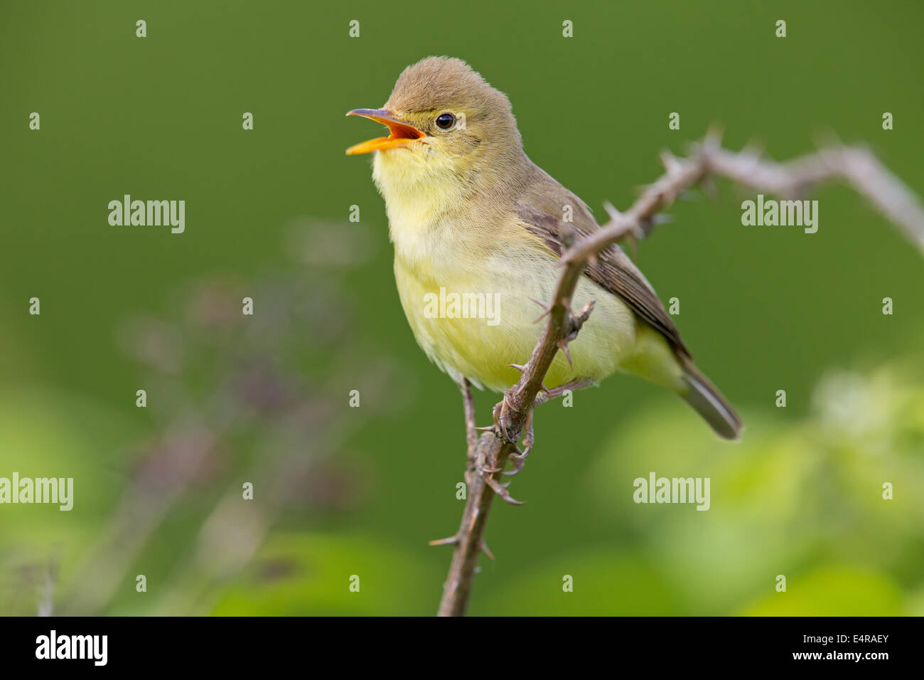 Orpheusspotter hi-res stock photography and images - Alamy