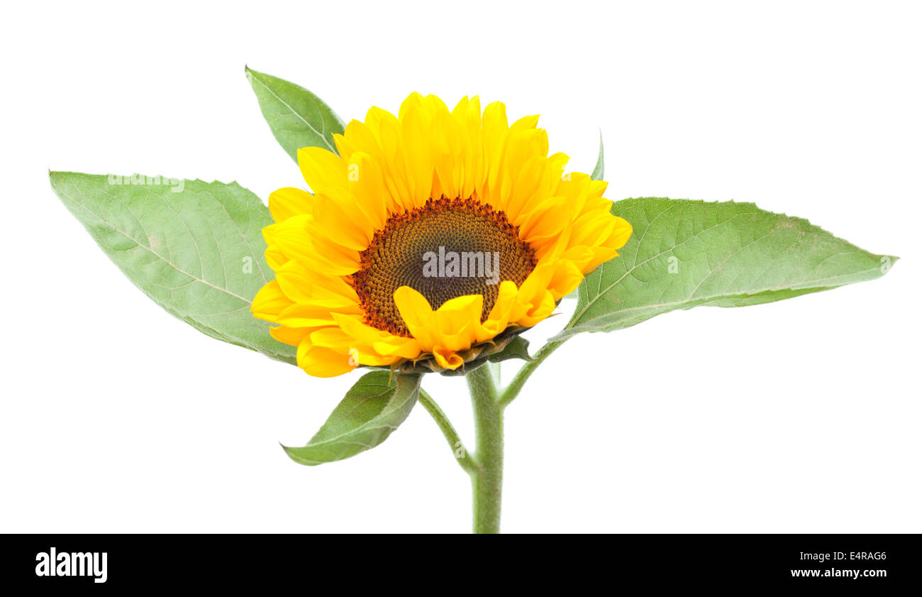 single sunflower isolated on white Stock Photo - Alamy