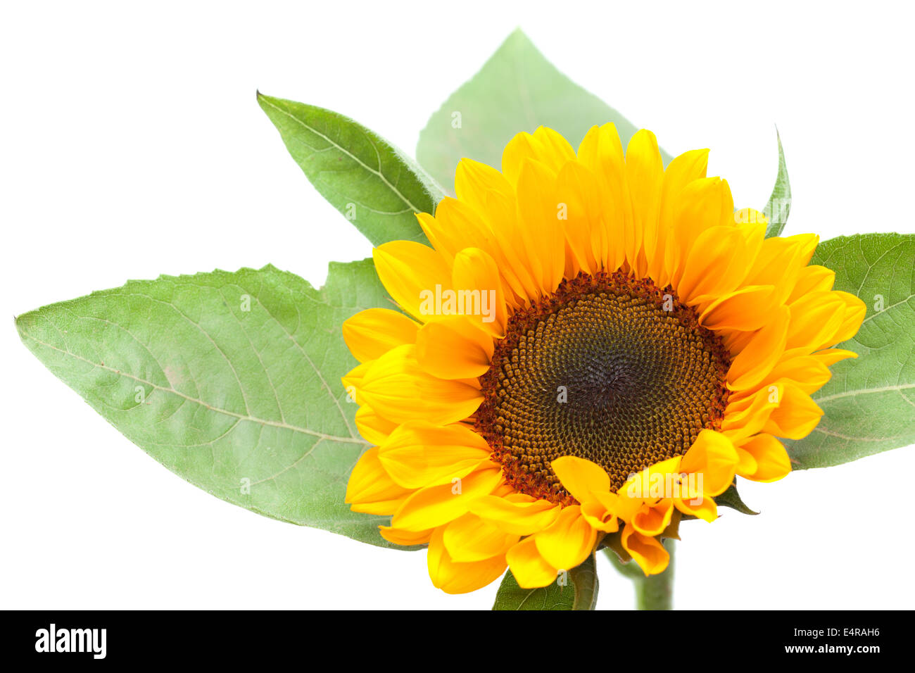 single sunflower isolated on white Stock Photo - Alamy
