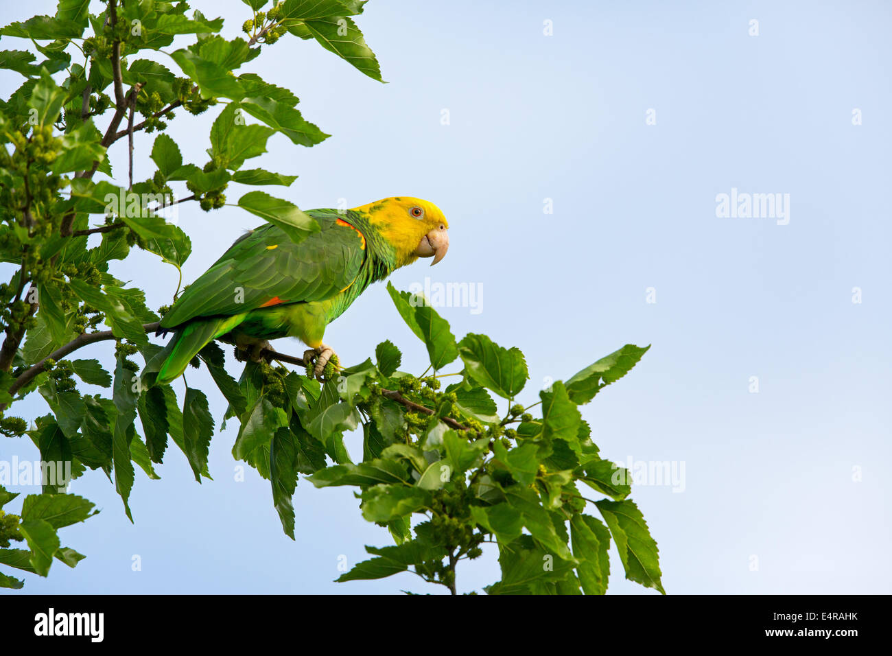 Yellow-crowned Amazon, Yellow-crowned Parrot, Gelbscheitelamazone ...