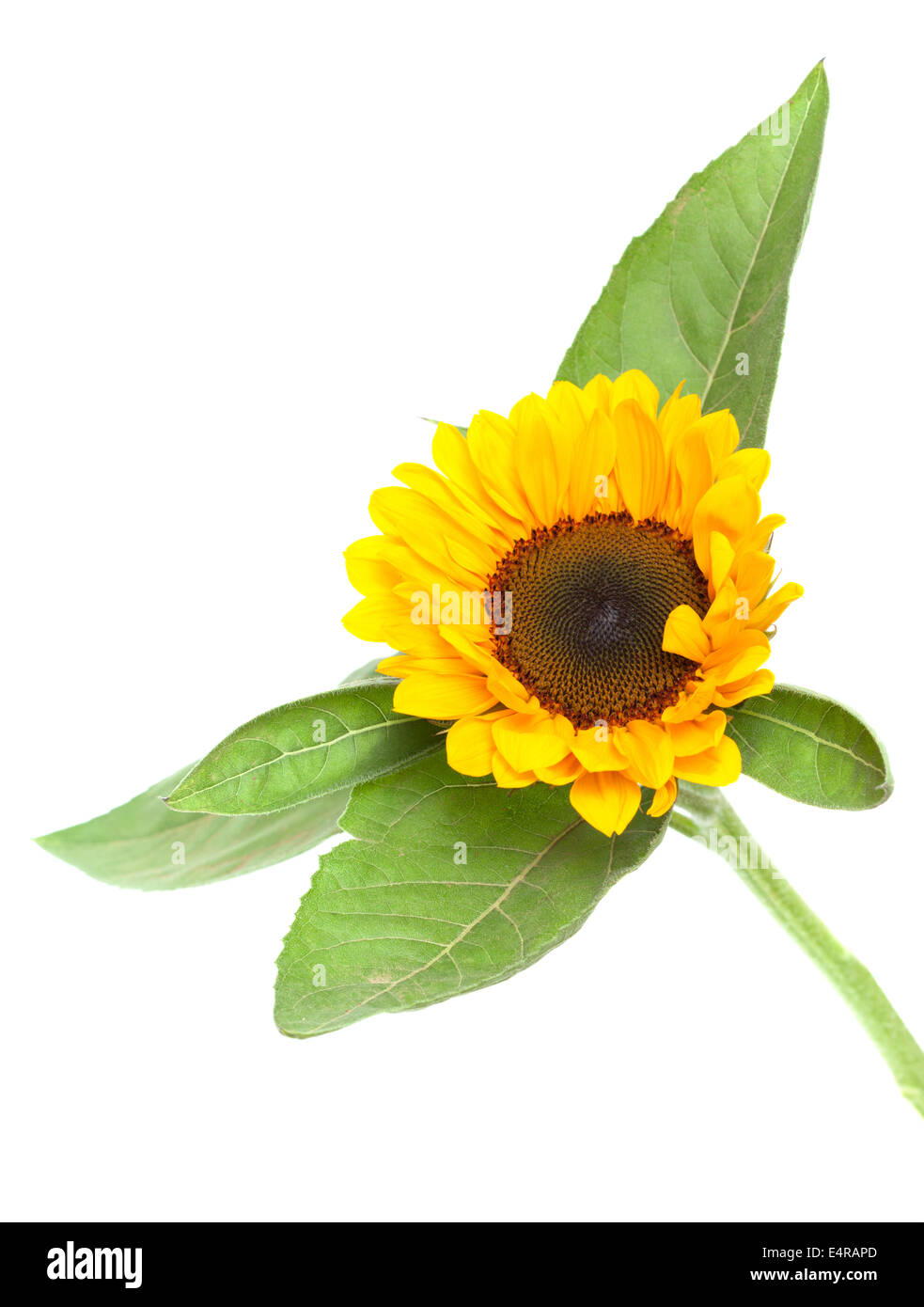 single sunflower isolated on white Stock Photo - Alamy