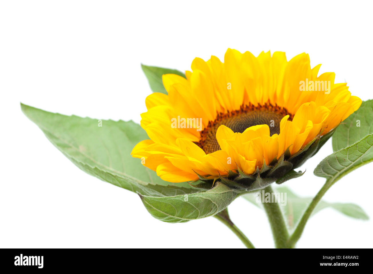single sunflower isolated on white Stock Photo - Alamy