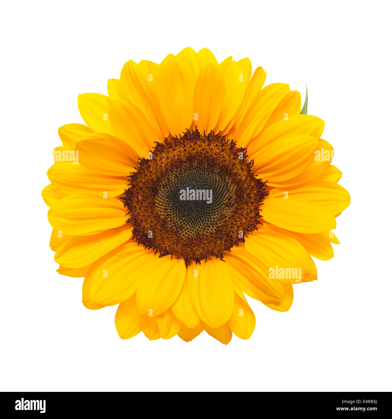 single sunflower isolated on white Stock Photo - Alamy