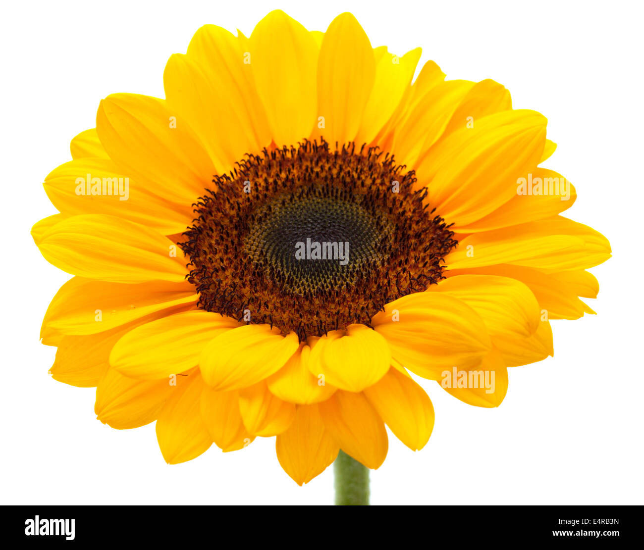 single sunflower isolated on white Stock Photo - Alamy